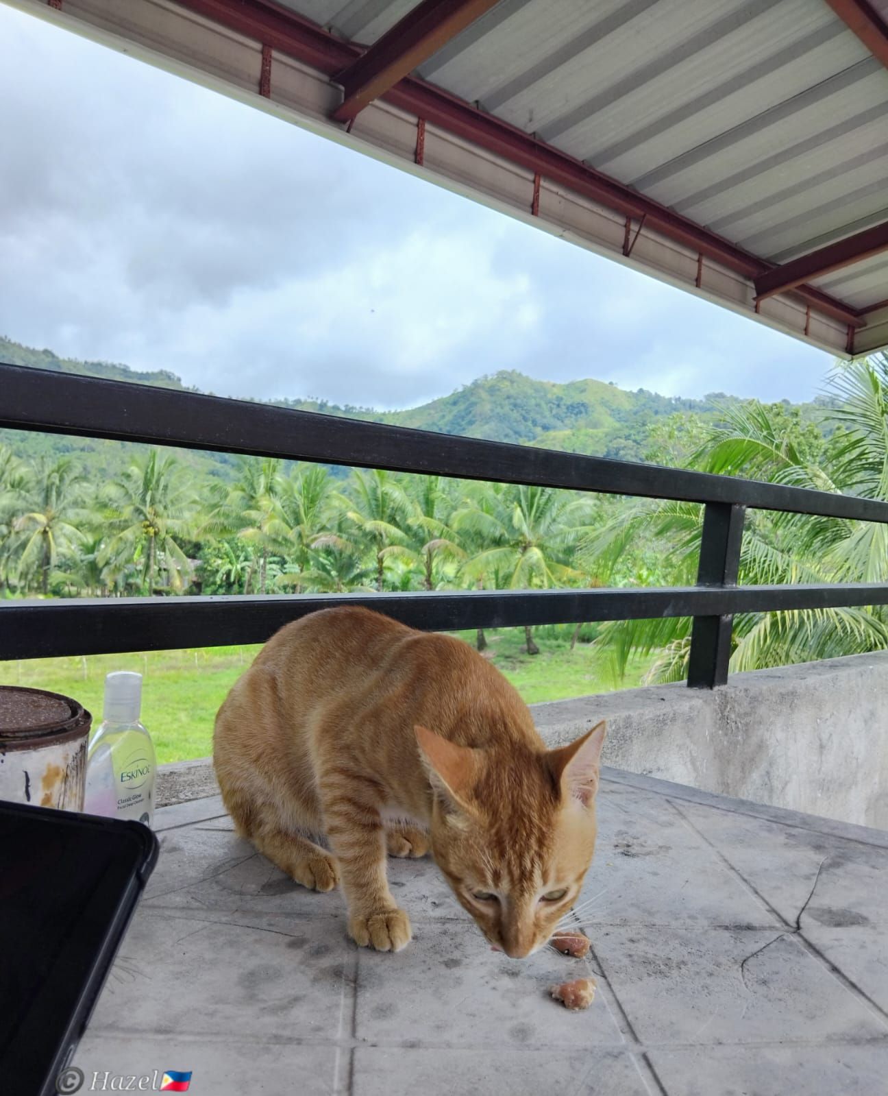 A Filipino Cat and a Canadian Cat – Nicholas K F Matte